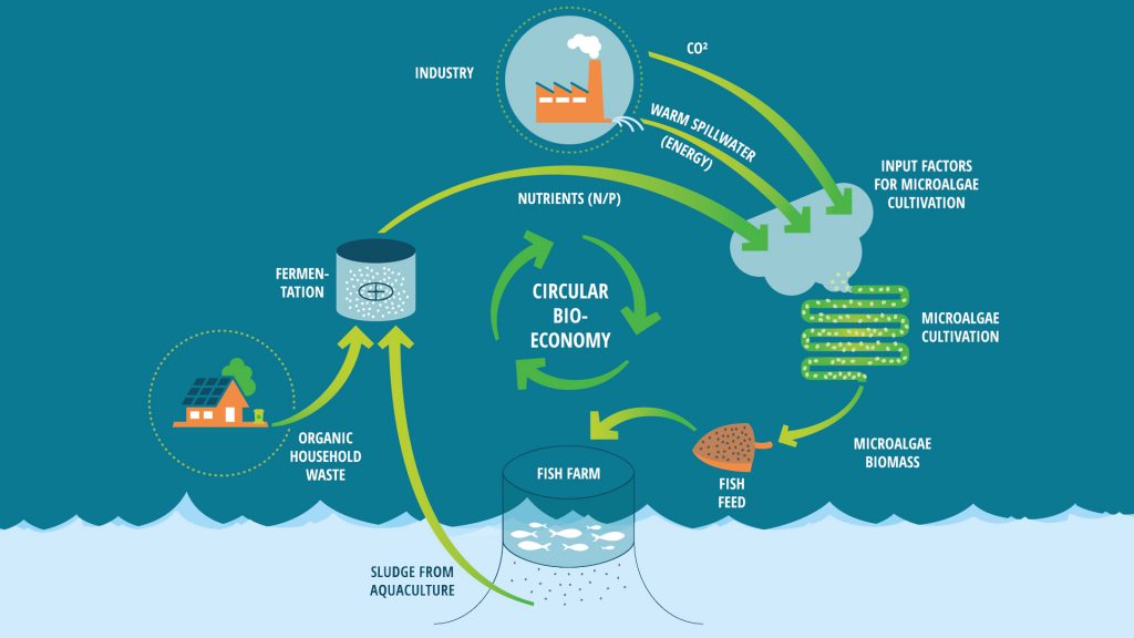 Developing sustainable fish feed from food waste