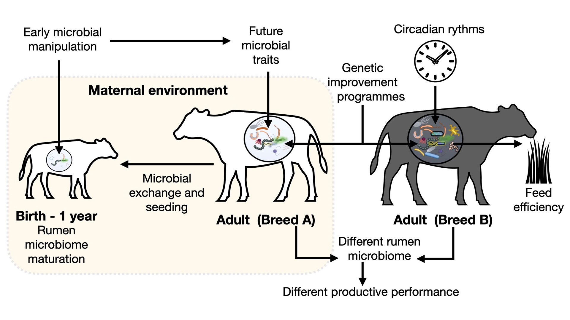 Influencing the rumen microbiome