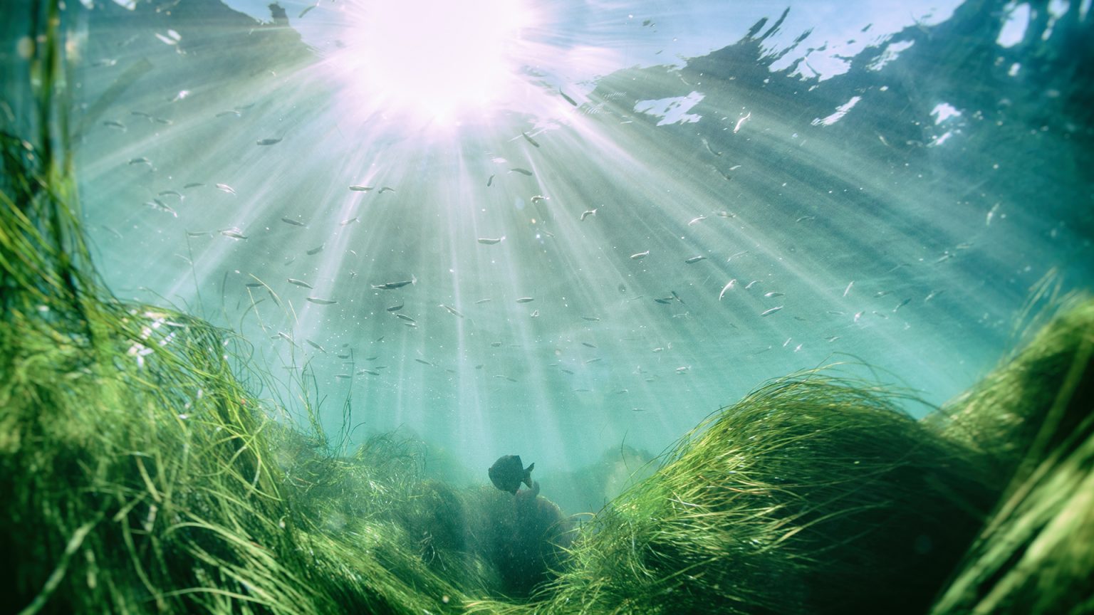 How do deep sea plants perform photosynthesis?