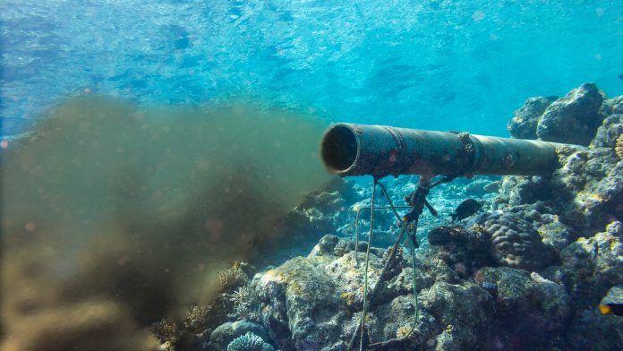 Marine pollution potentially mitigated by kelp farms