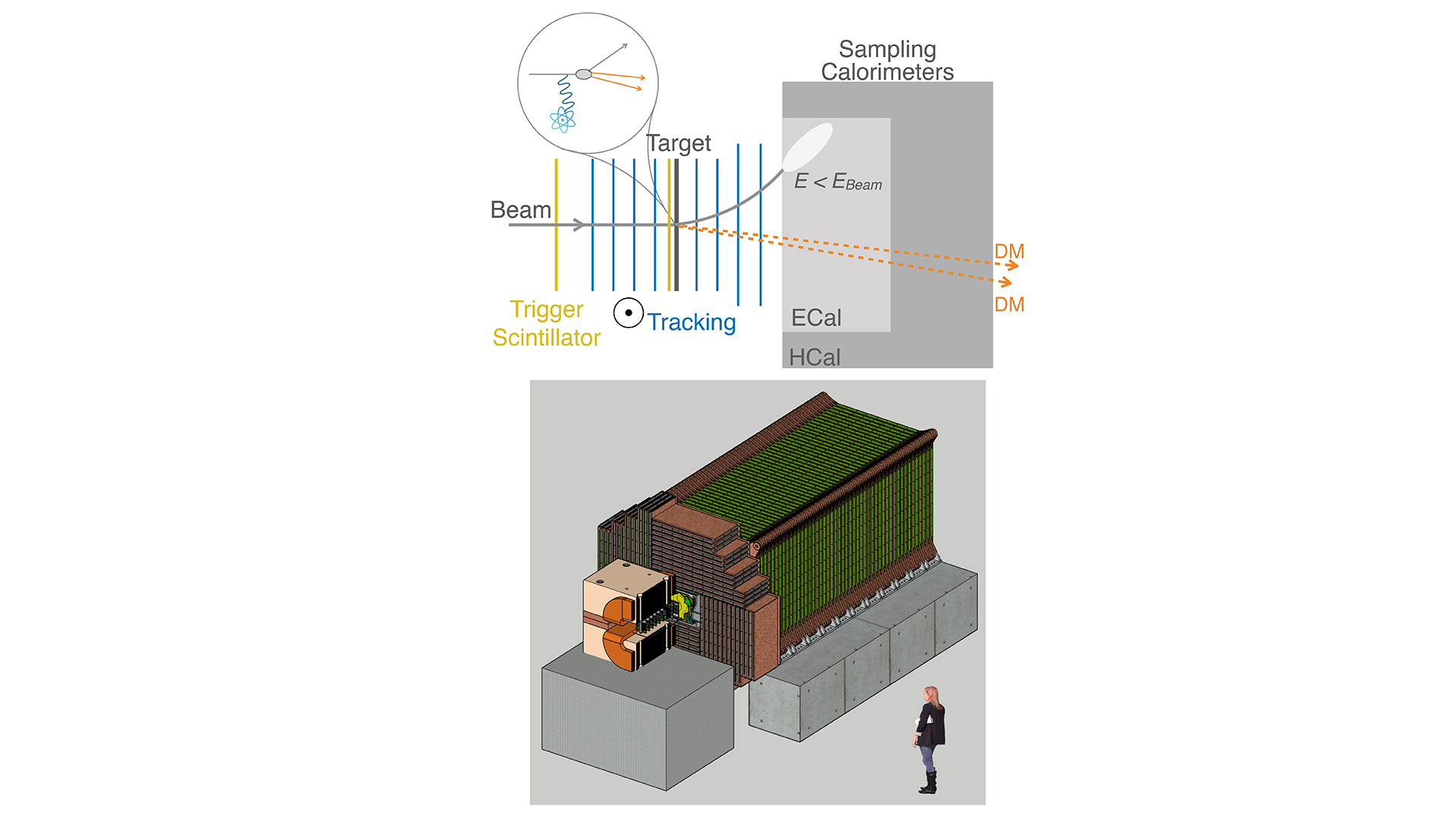 Prospects and status of the Light Dark Matter eXperiment