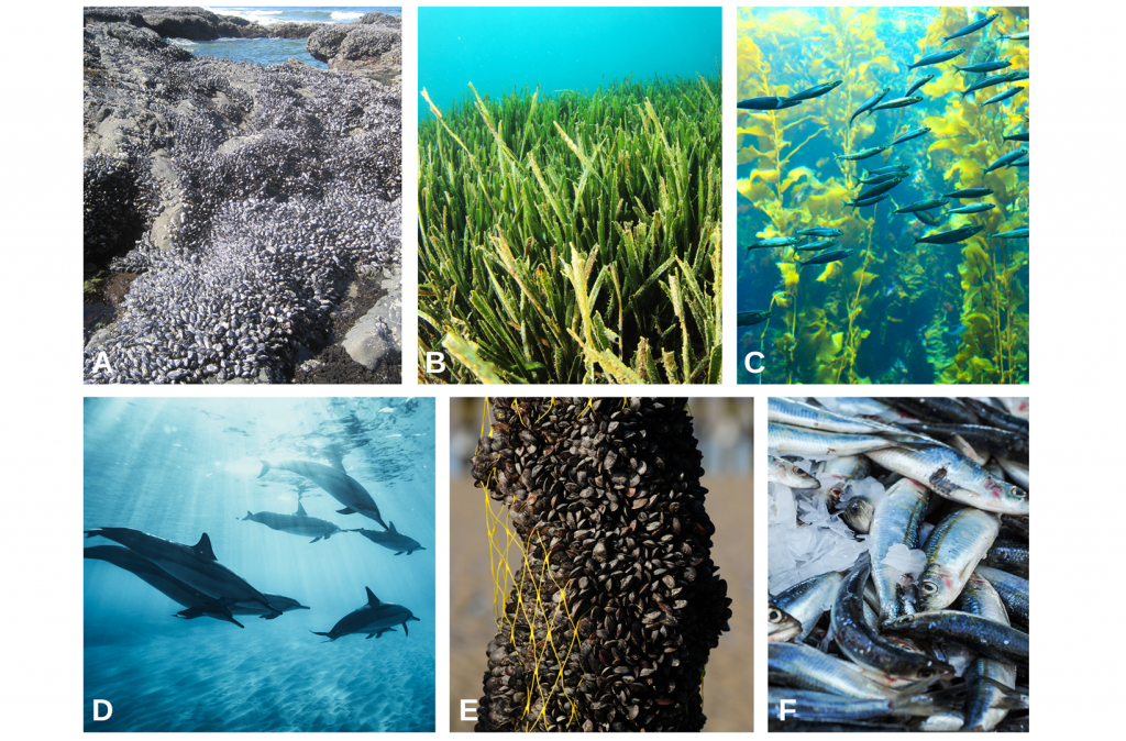 Safeguarding future marine biodiversity and ecosystem services under ...