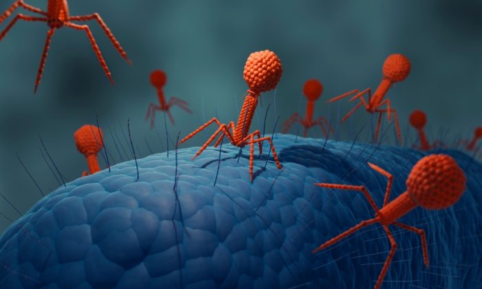 Phage therapy's role in treating fracture-related infections